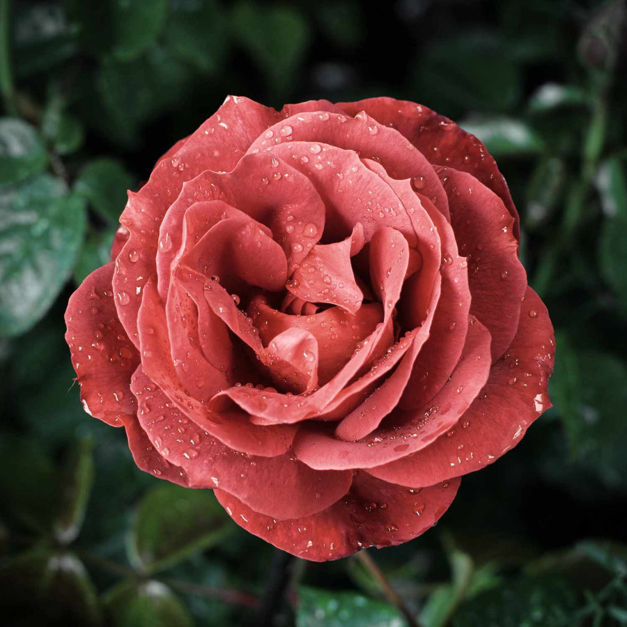 Trevenson Moor Garden Centre, Camborne, Cornwall – Trevenson Moor ...