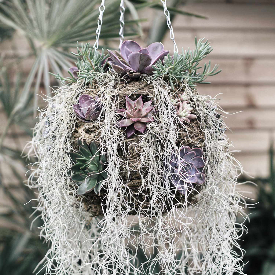 Trevenson Moor Garden Centre, Camborne, Cornwall – Trevenson Moor ...