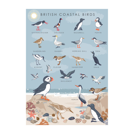 British Coastal Birds – Trevenson Moor Limited, Cornwall