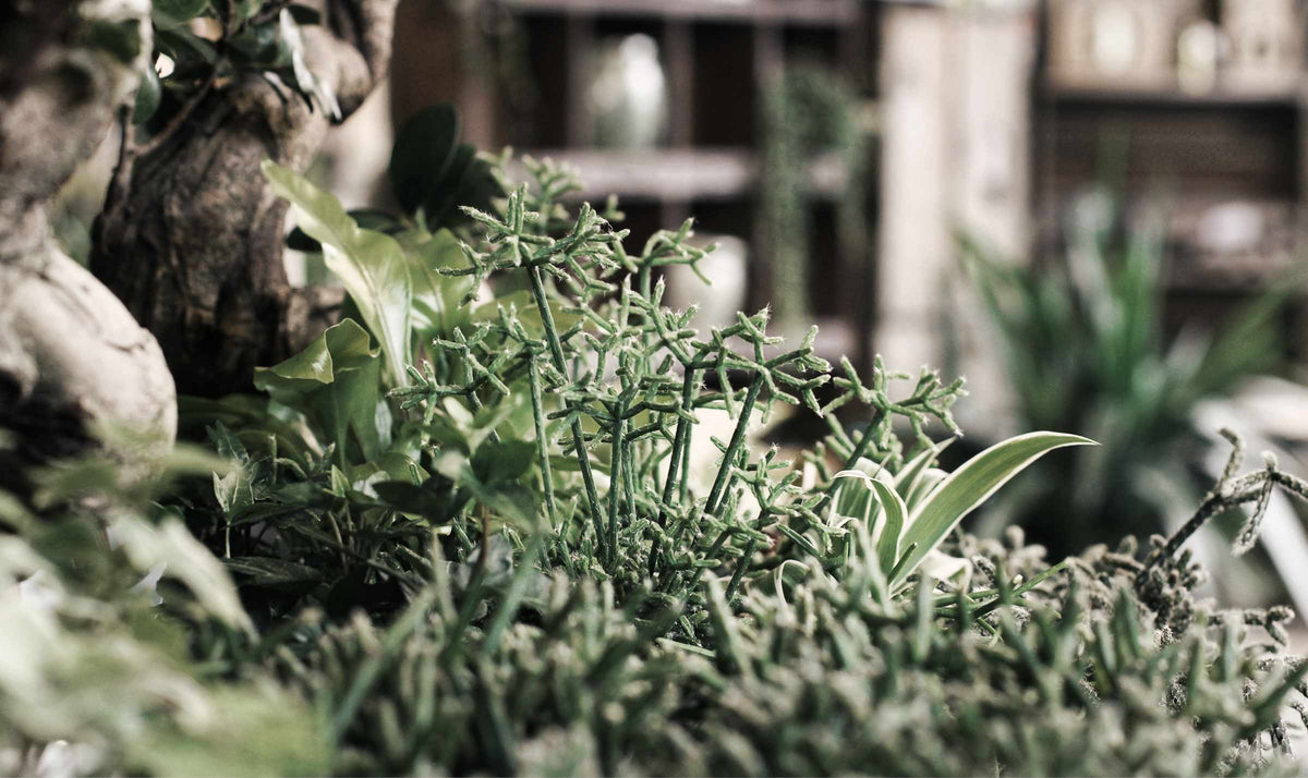 Trevenson Moor Garden Centre, Camborne, Cornwall – Trevenson Moor ...