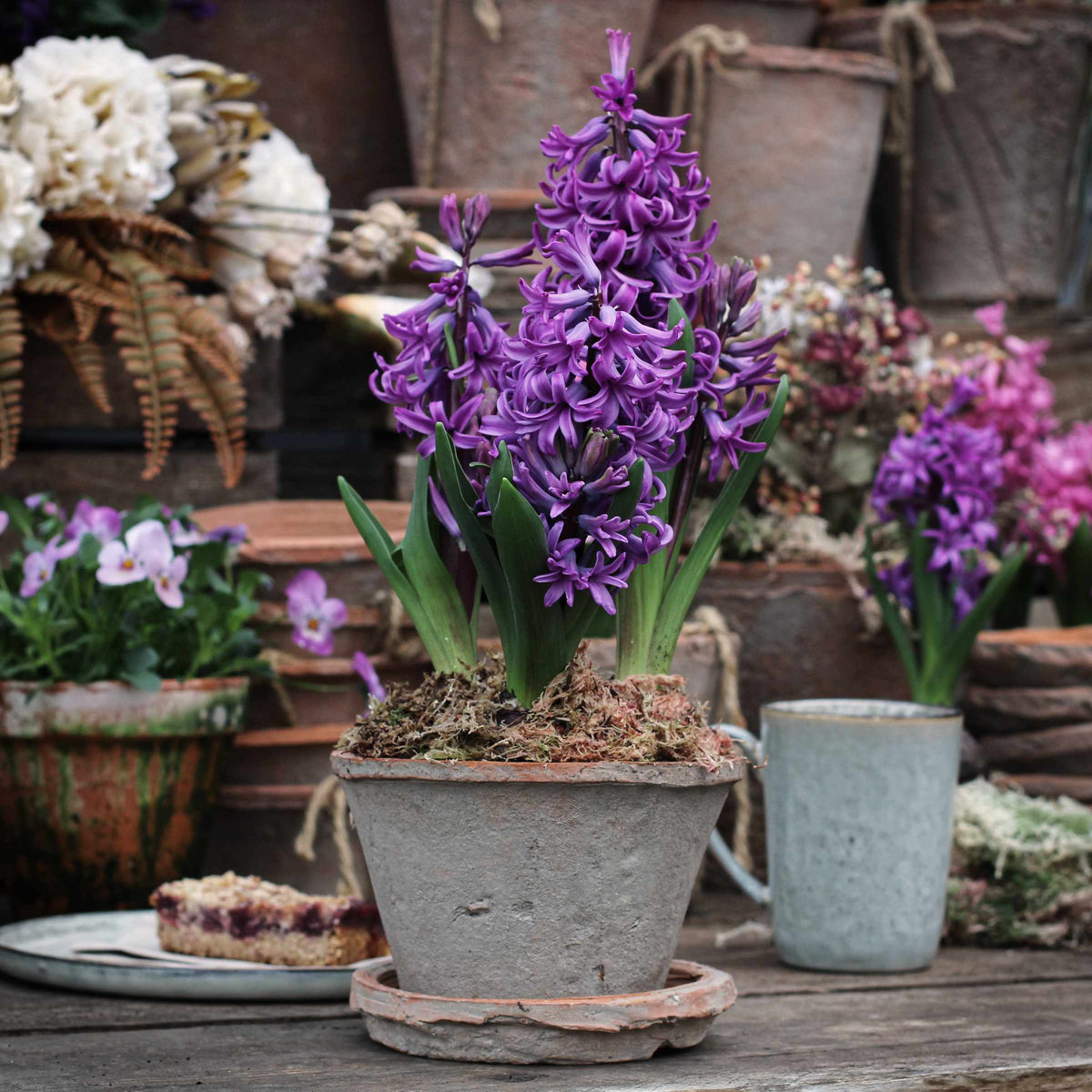 Trevenson Moor Garden Centre, Camborne, Cornwall – Trevenson Moor ...