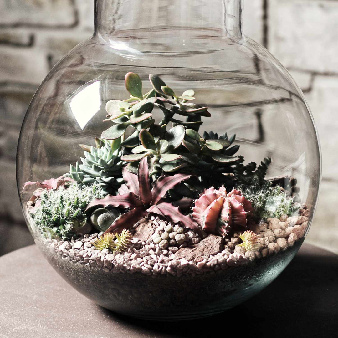 Trevenson's Botanist – Trevenson Moor Limited, Cornwall